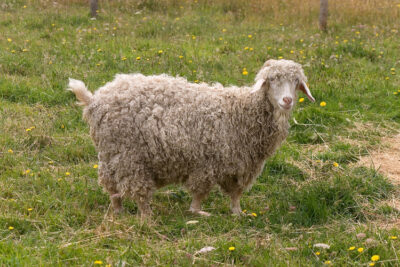 Raising Mohair Goat Breeds for Fiber - Goat Journal